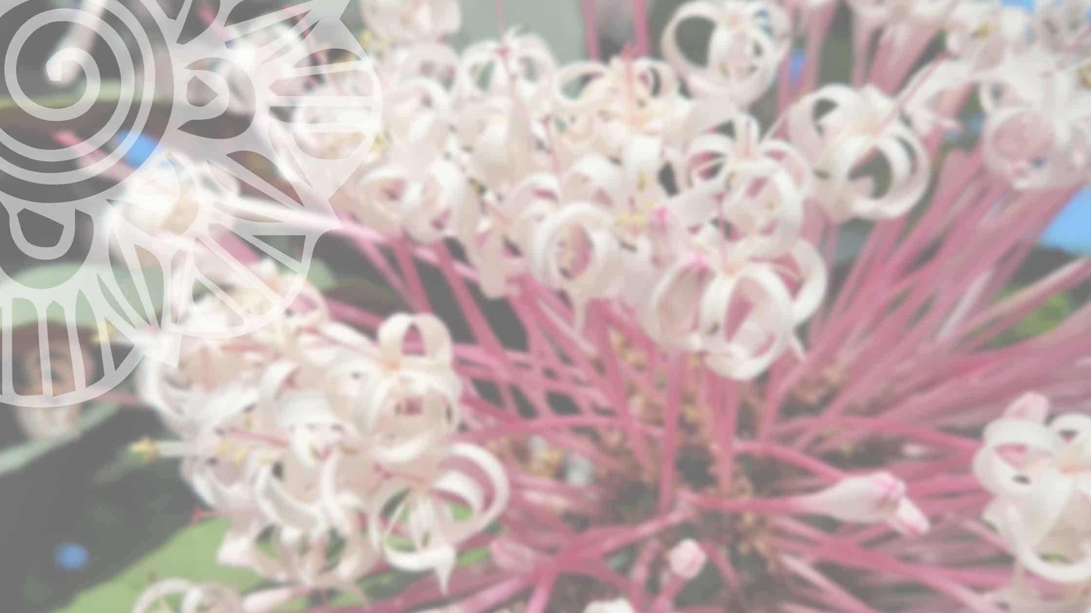 Site News #17: Video Experiments - Graceful.Dev