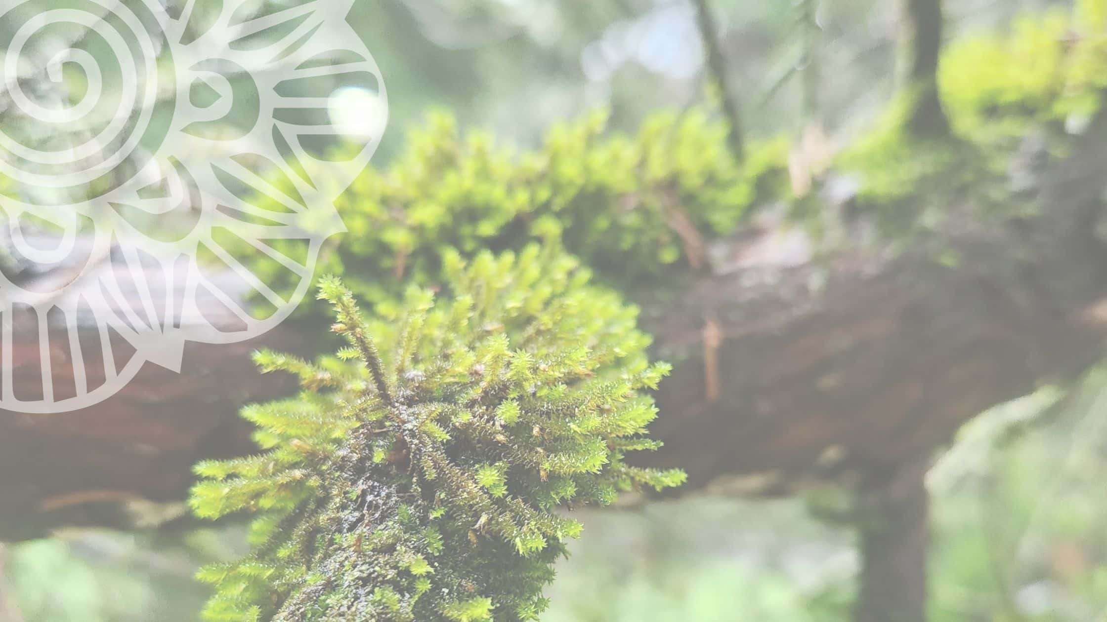 Site News #21: The Graceful Web - Graceful.Dev