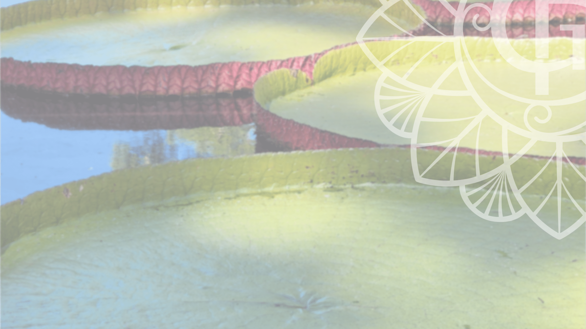 Site News #22: NEW_LOGO=Yes - Graceful.Dev